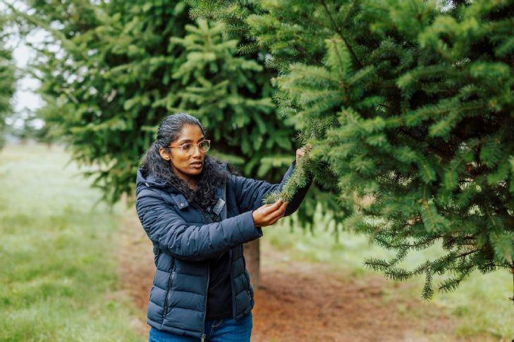 Oregon grows more Christmas trees than other states. Climate ...